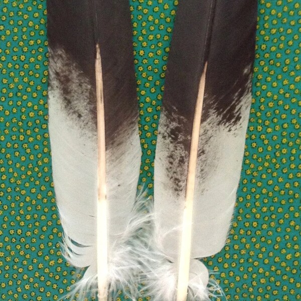 Eagle Feathers - Etsy