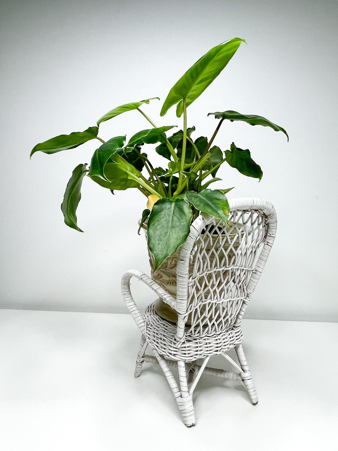 Vintage White Wicker Chair Planter | Vintage Wicker Planter | Indoor ...