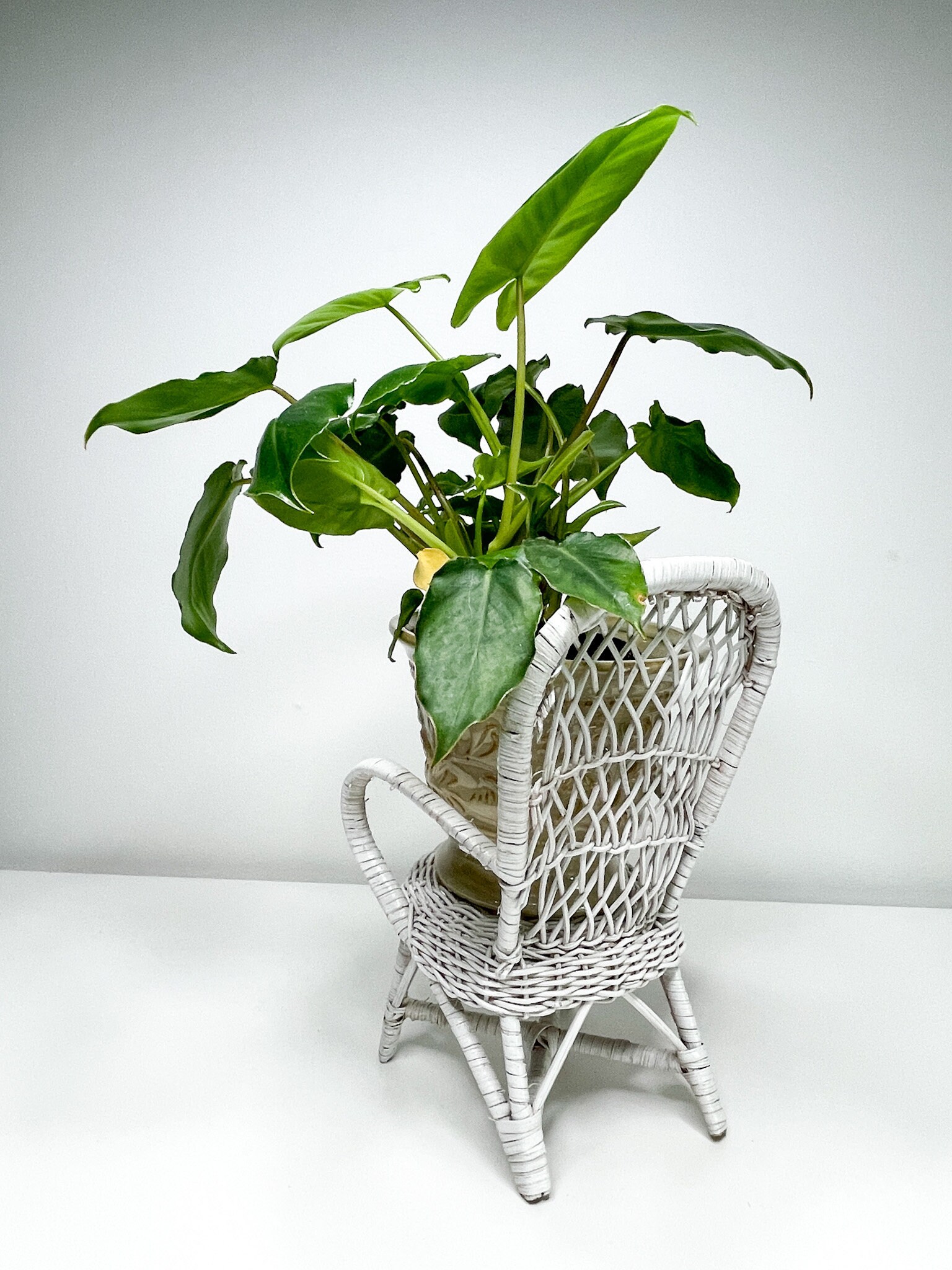Vintage White Wicker Chair Planter Vintage Wicker Planter Indoor Plant ...