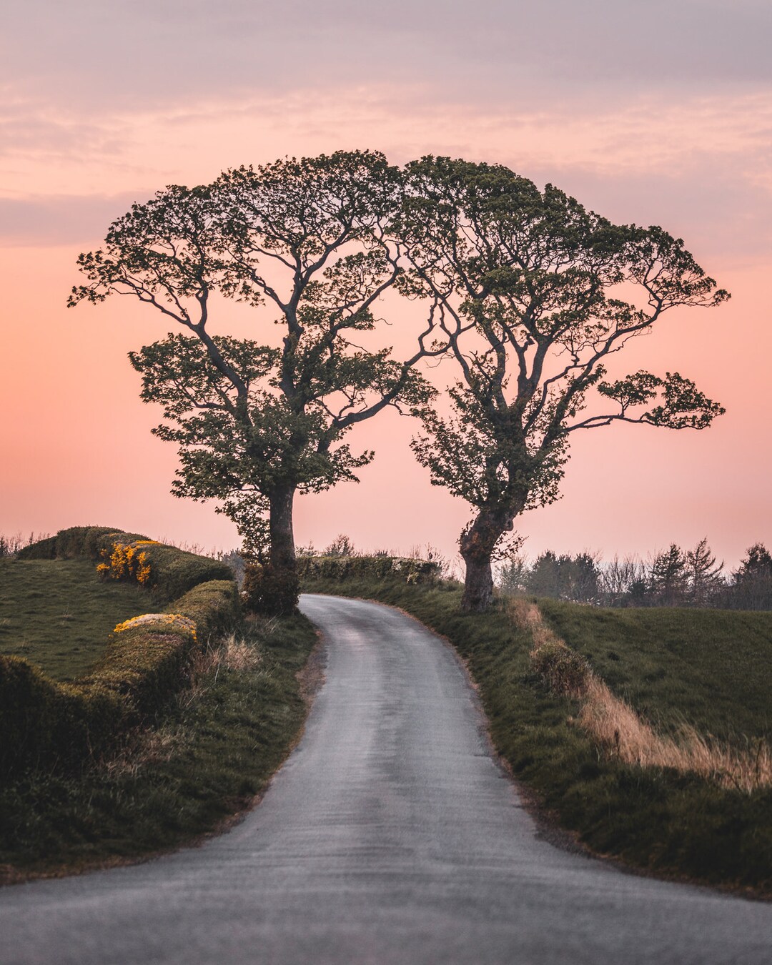 The Kissing Trees at Sunset // Photography Print - Etsy