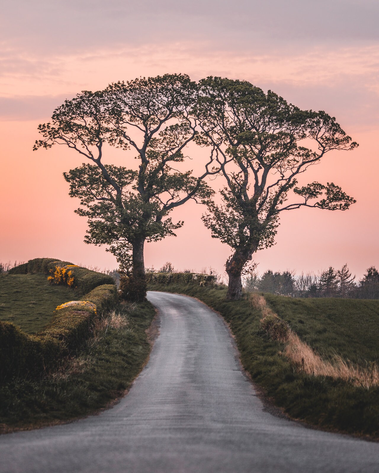 The Kissing Trees at Sunset // Photography Print - Etsy