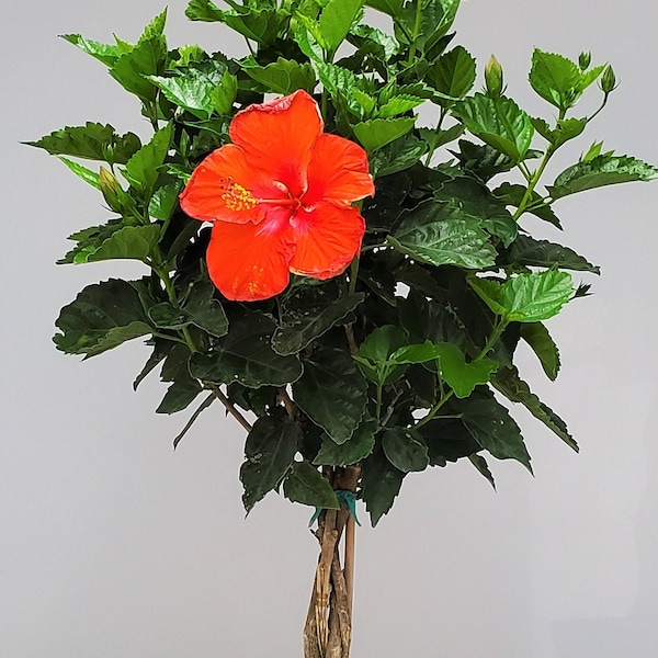 Hibiscus Plant - Etsy