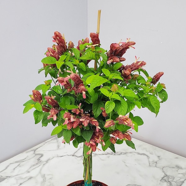 Exotic Plants - Etsy