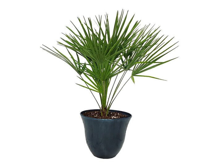 European Fan Palm With Pot and Soil Live Palm Tree Garden - Etsy