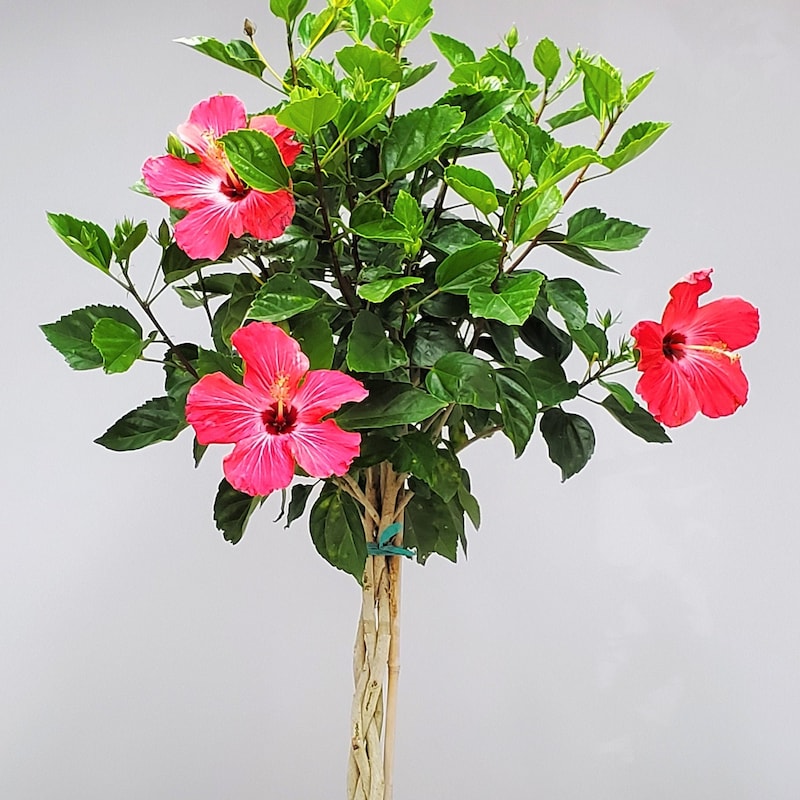 Hibiscus White Live Tree - Etsy