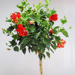 Double Red Braided Hibiscus Tree Live Plant Flowering Tree Overall ...