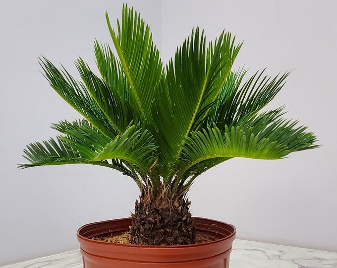 European Fan Palm With Pot and Soil Live Palm Tree Garden - Etsy