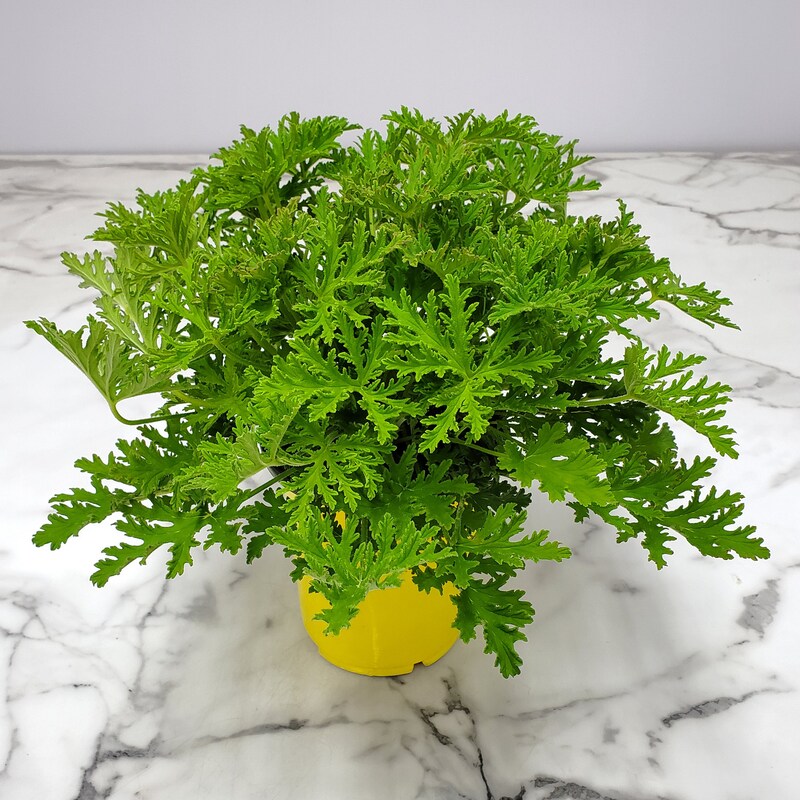Mosquito Plant - Etsy