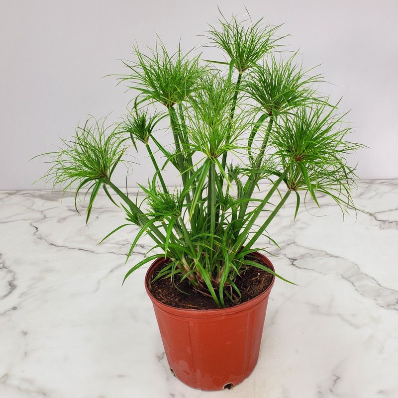 Dwarf Papyrus - Etsy