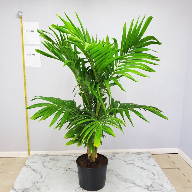 Lady Palm - Etsy