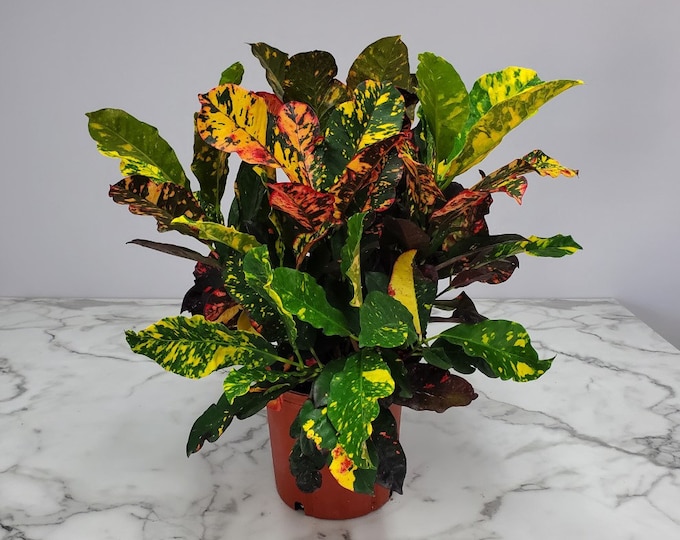 Croton Magnificent - Etsy