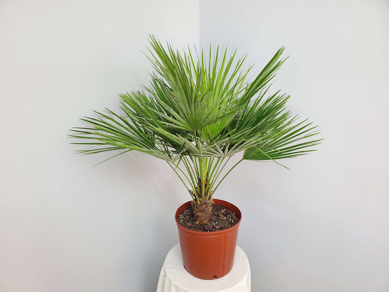 European Fan Palm - Live Palm Tree - Overall Height 30" to 36 ...