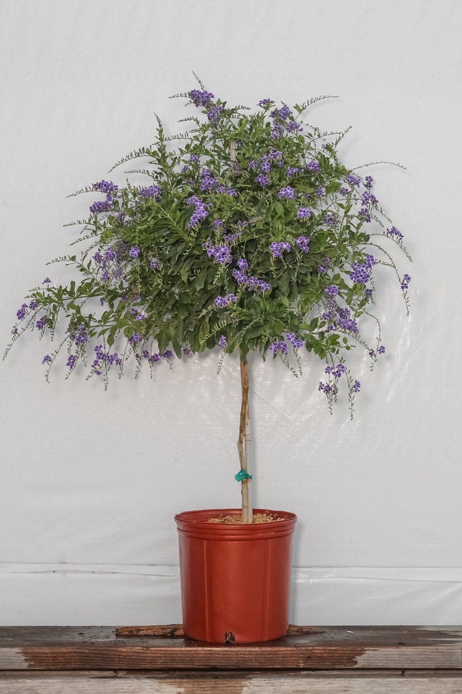 Duranta Purple Showers Tree Standard Flowering Tree | Etsy