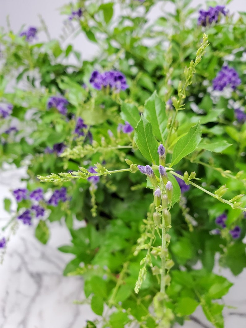Duranta Plant Live - Flowering Shrubs - Garden - Tropical Plants Live ...