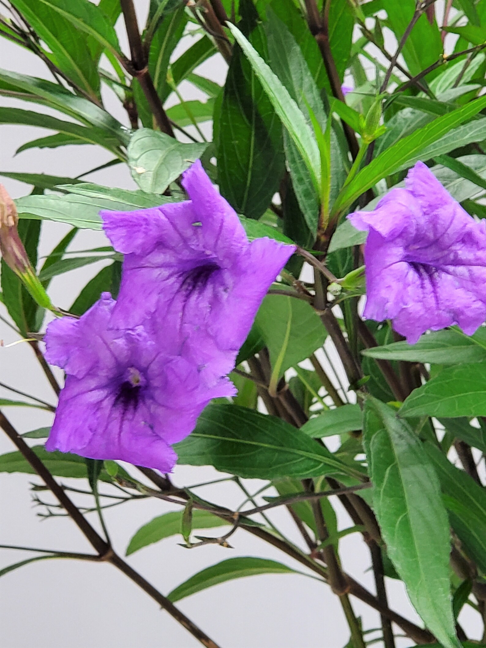 Braided Ruellia Purple Flowers Tree Plant - Overall Height 38" to 44 ...