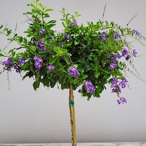 Duranta Purple Showers Tree - Standard Flowering Tree - Overall Height ...