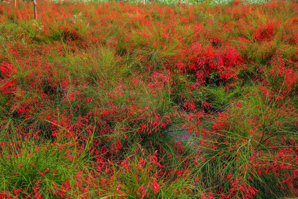 Red Firecracker Plant Bush Overall Height 20 to | Etsy