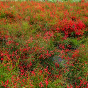 Red Firecracker Plant Bush - Overall Height 20" to 24" - Tropical ...
