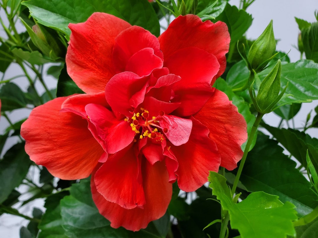 Hibiscus Tree Live Double Red Braided House Plants Large Easy Care ...