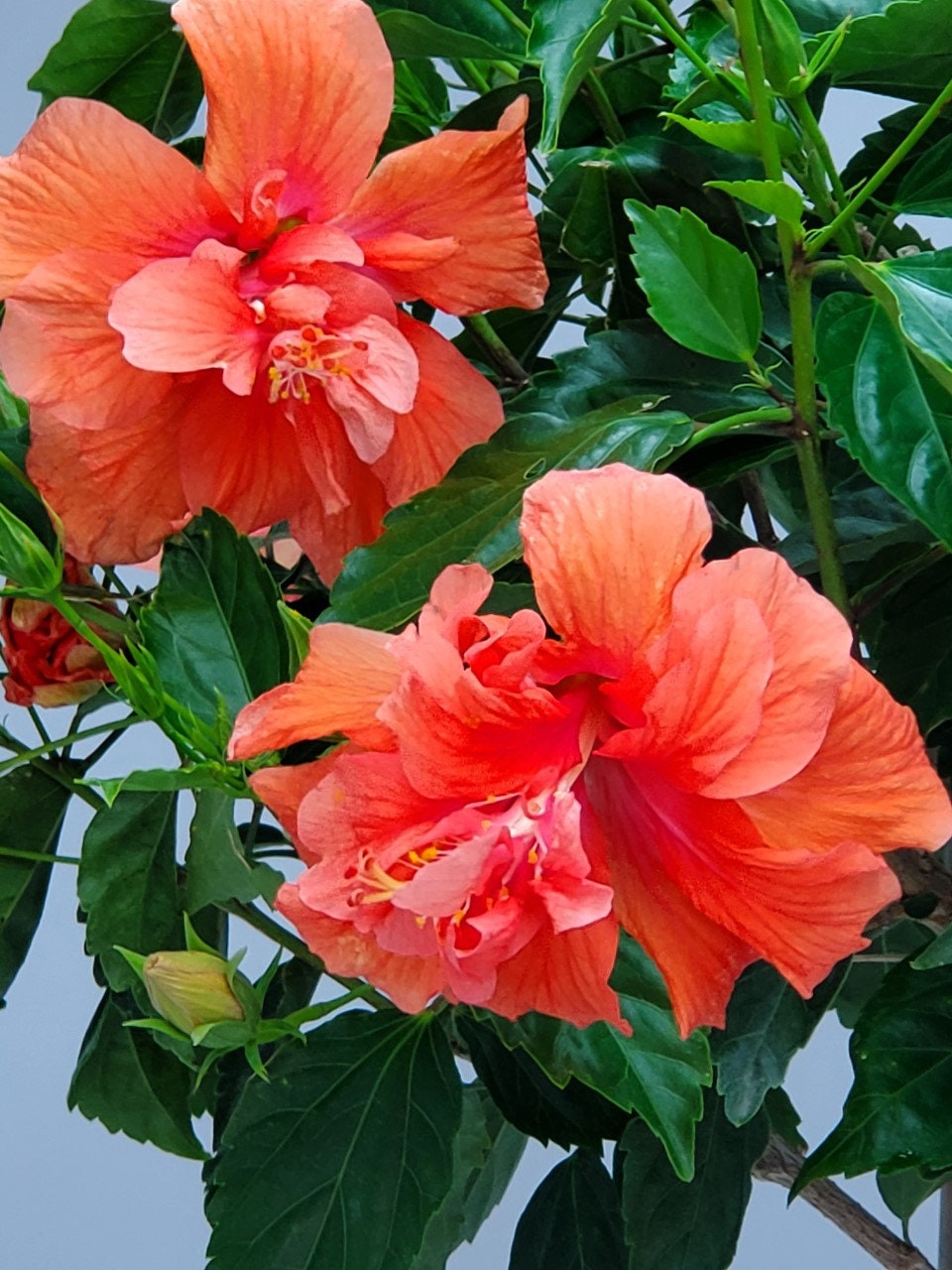 Double Peach Flower Hibiscus Tree Plant Tropical Plants Live - Etsy