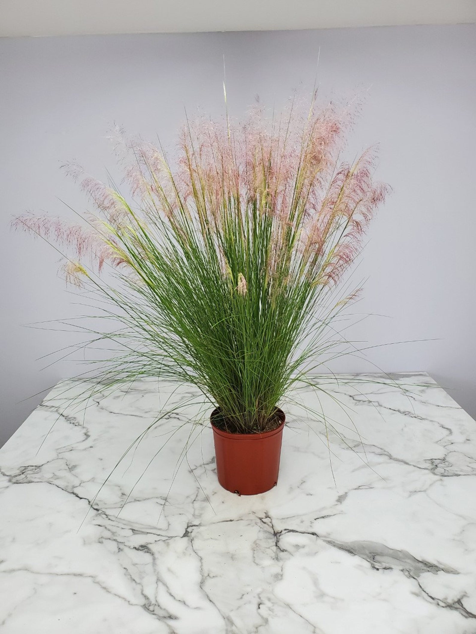 Muhly Grass Red Perennial Live Grass Plants Overall Etsy