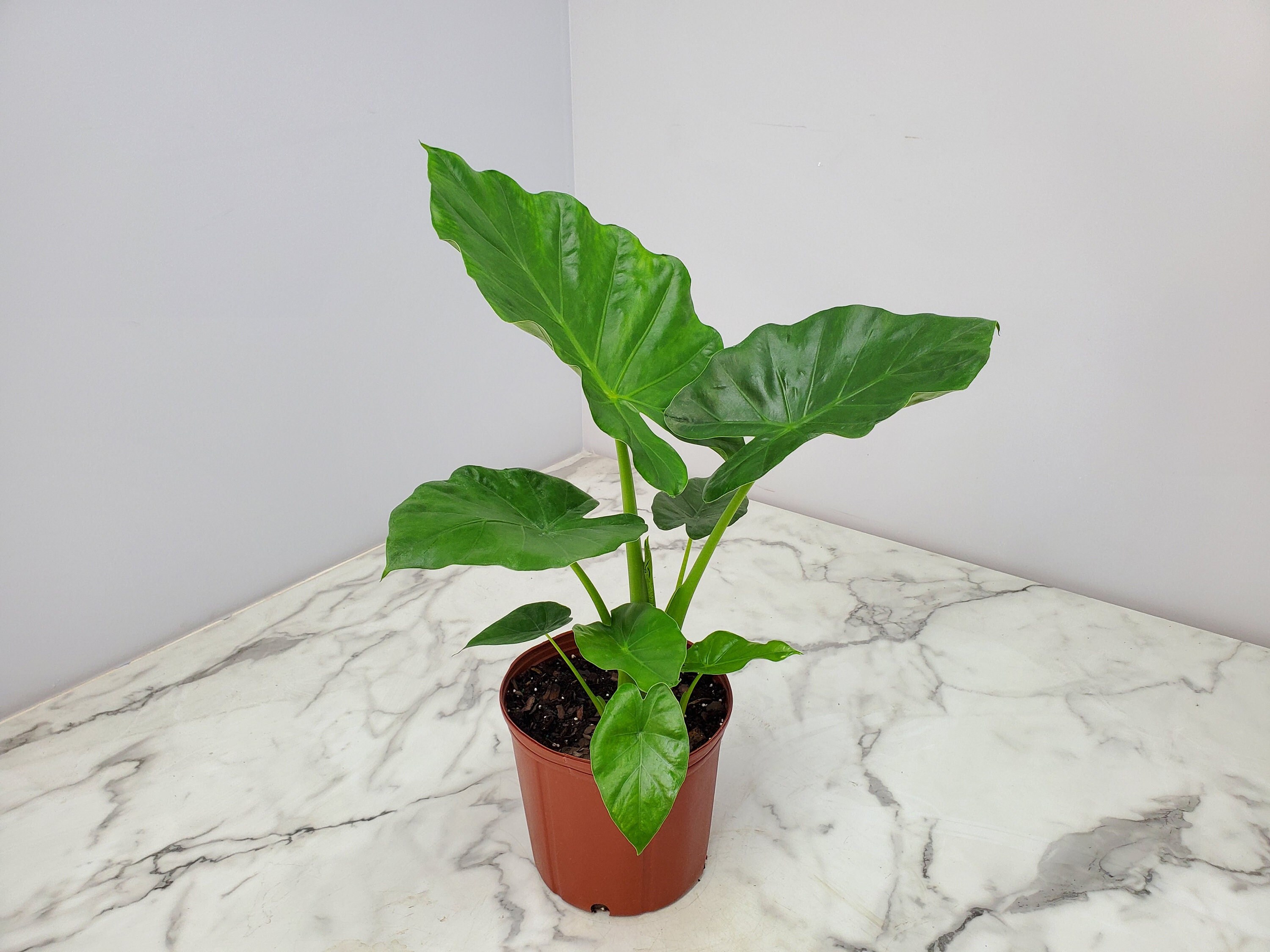 Alocasia Plant Borneo Giant Live - Elephant Ear Tropical Foliage - 28 ...