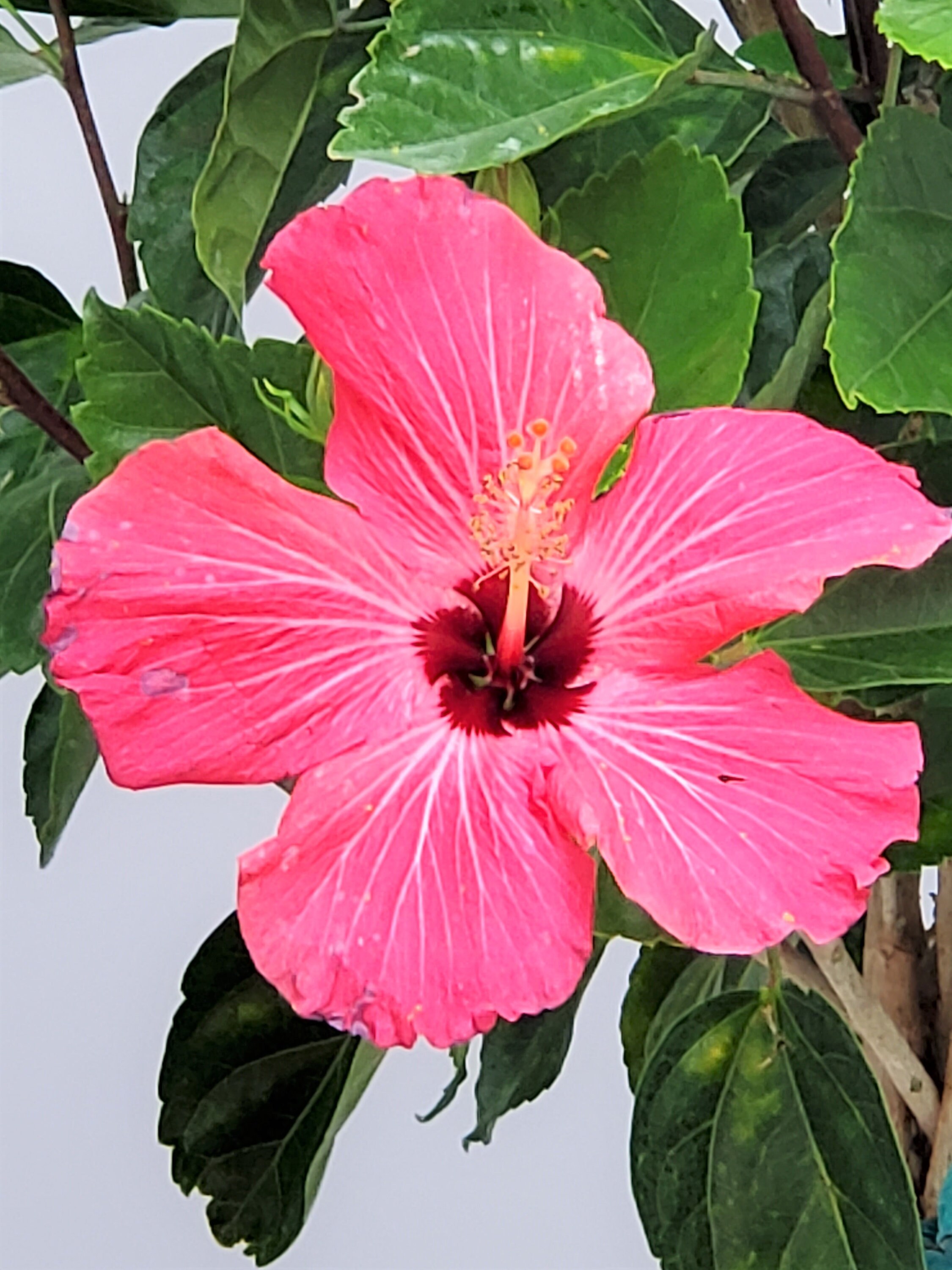 Pink Braided Hibiscus Tree Overall Height 44 to - Etsy