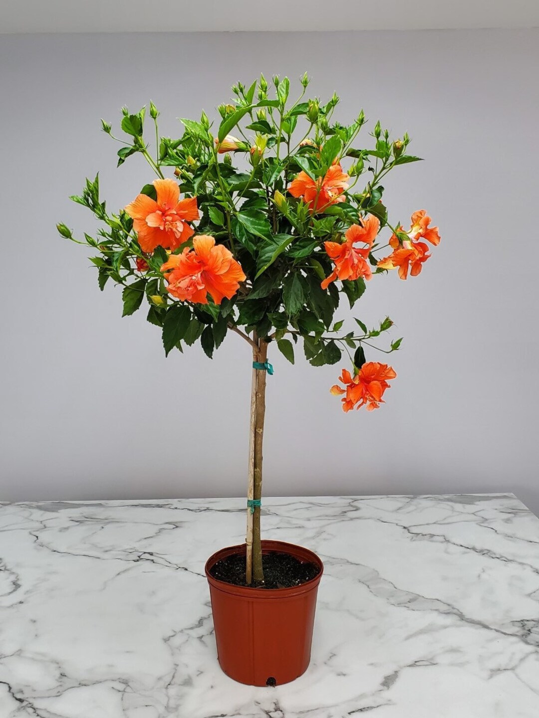 Double Peach Flower Hibiscus Tree Plant - Tropical Plants Live - Exotic ...