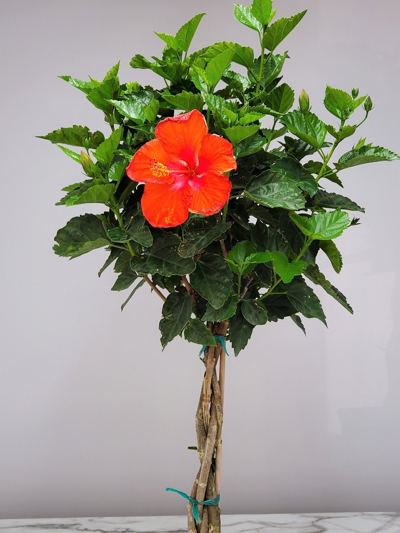 Red Braided Hibiscus Tree Plant Flowering Tree Plant Live - Etsy