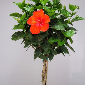 Red Braided Hibiscus Tree Plant - Flowering Tree Plant Live - Overall ...