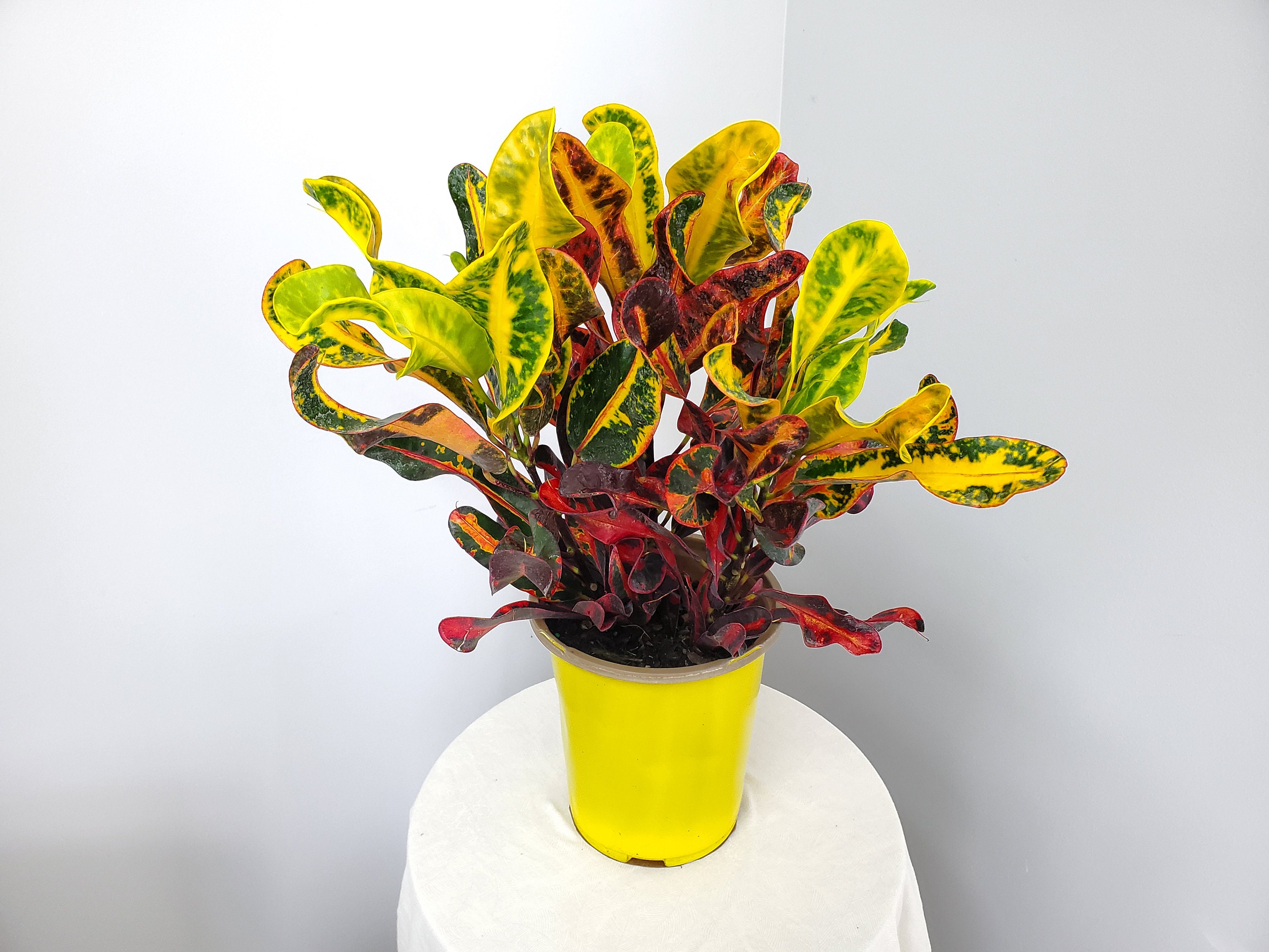 Croton Mammy Variegated Houseplant Overall Height 16 - Etsy