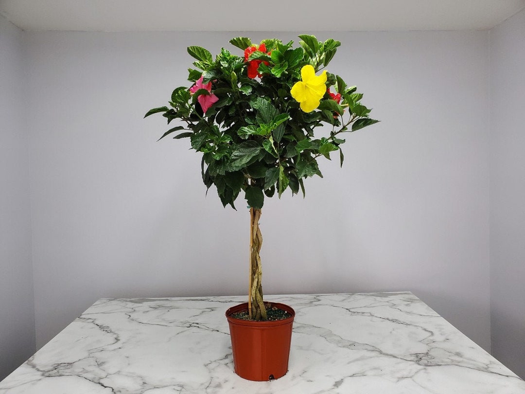 Live Hibiscus Tree Braided Mix (3 to 4 Colors) - Overall Height 36" to ...