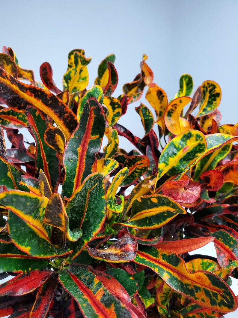 Croton Mammy Live Plant Overall Height 24 to | Etsy