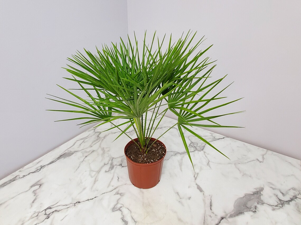 European Fan Palm With Pot and Soil - Live Palm Tree - Garden Plant Kit ...