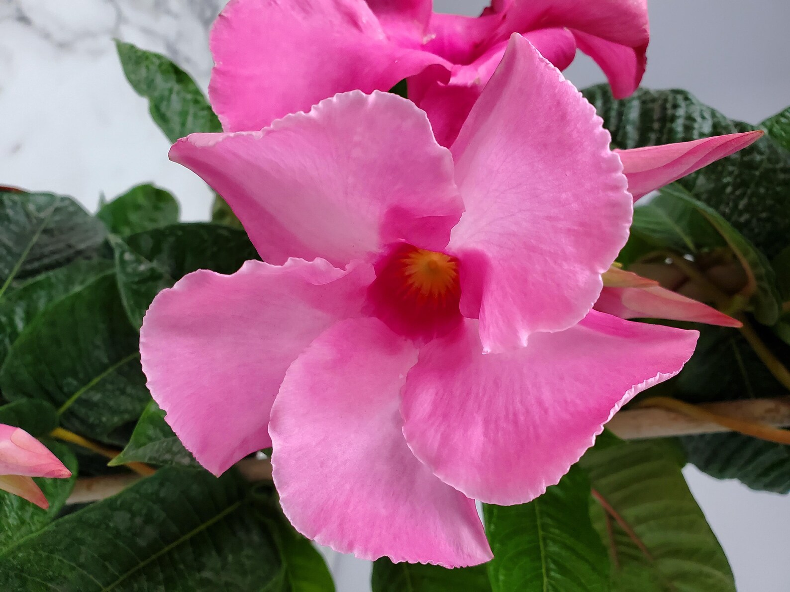 Giant Pink Mandevilla Plant Flowering Plant Live Trellis - Etsy.de