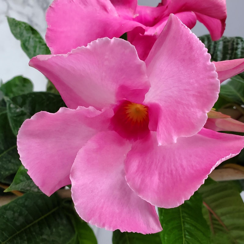 Mandevilla Plant - Etsy