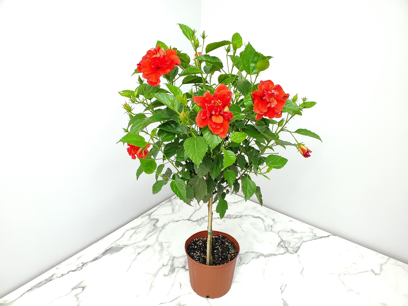 Double Red Standard Hibiscus Tree Overall Height 38 to - Etsy