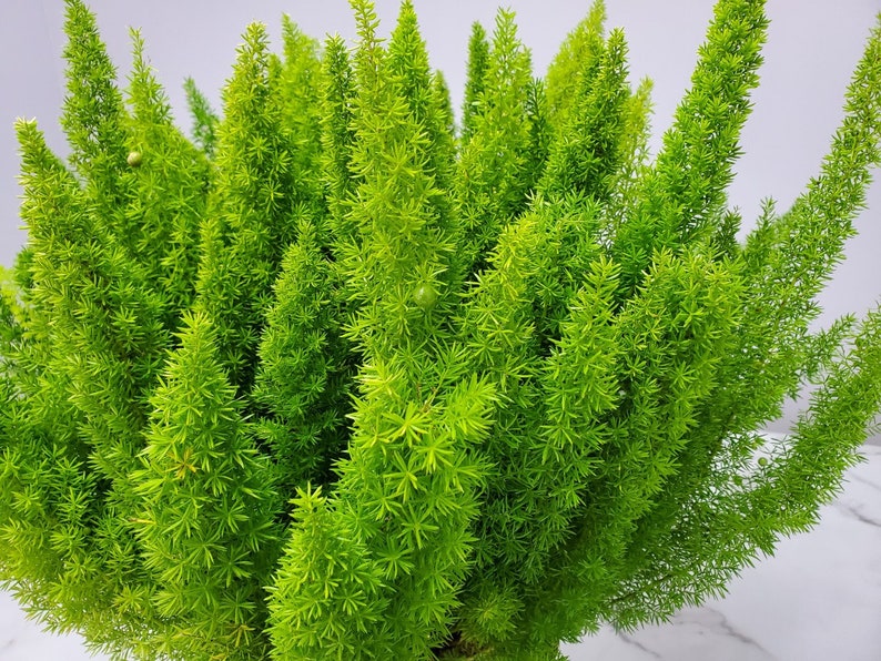 Foxtail Fern Plant - Upright Fern - Live Plant - Tropical Foliage ...