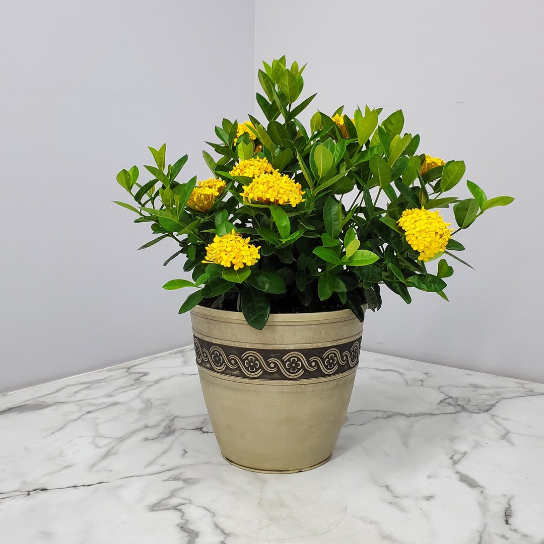 Yellow Maui Ixora Plant With Pot - Live Plants Outdoor - Potted Plant ...