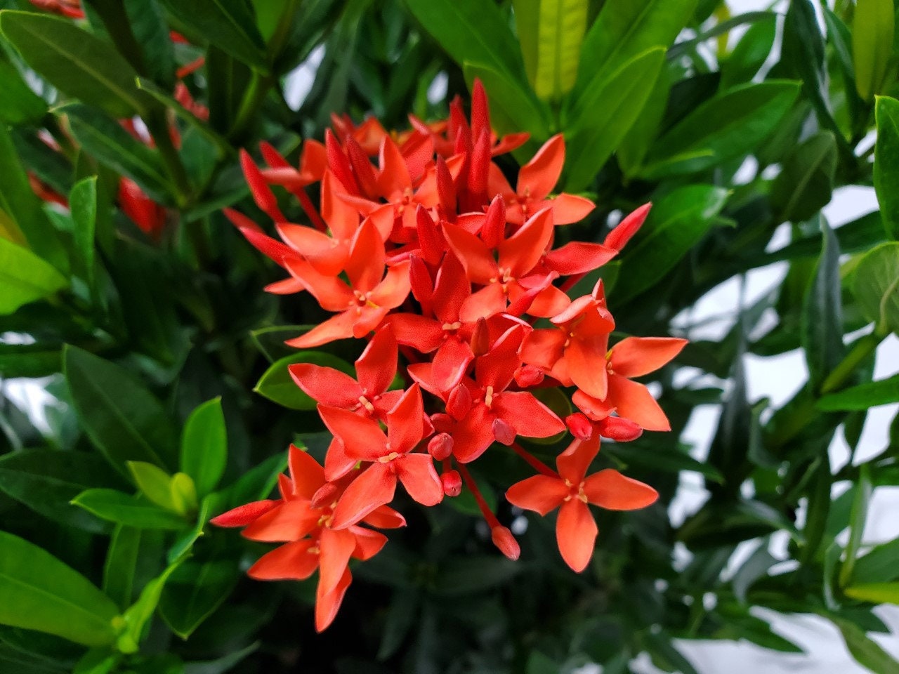 Dwarf Ixora Plant - Taiwanese Red Flowers - Live Plant Outdoors ...