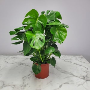 Split Leaf Philodendron - Large Monstera Deliciosa - Low Light Plants ...