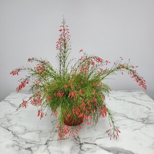 Red Firecracker Plant Bush Overall Height 20 to | Etsy