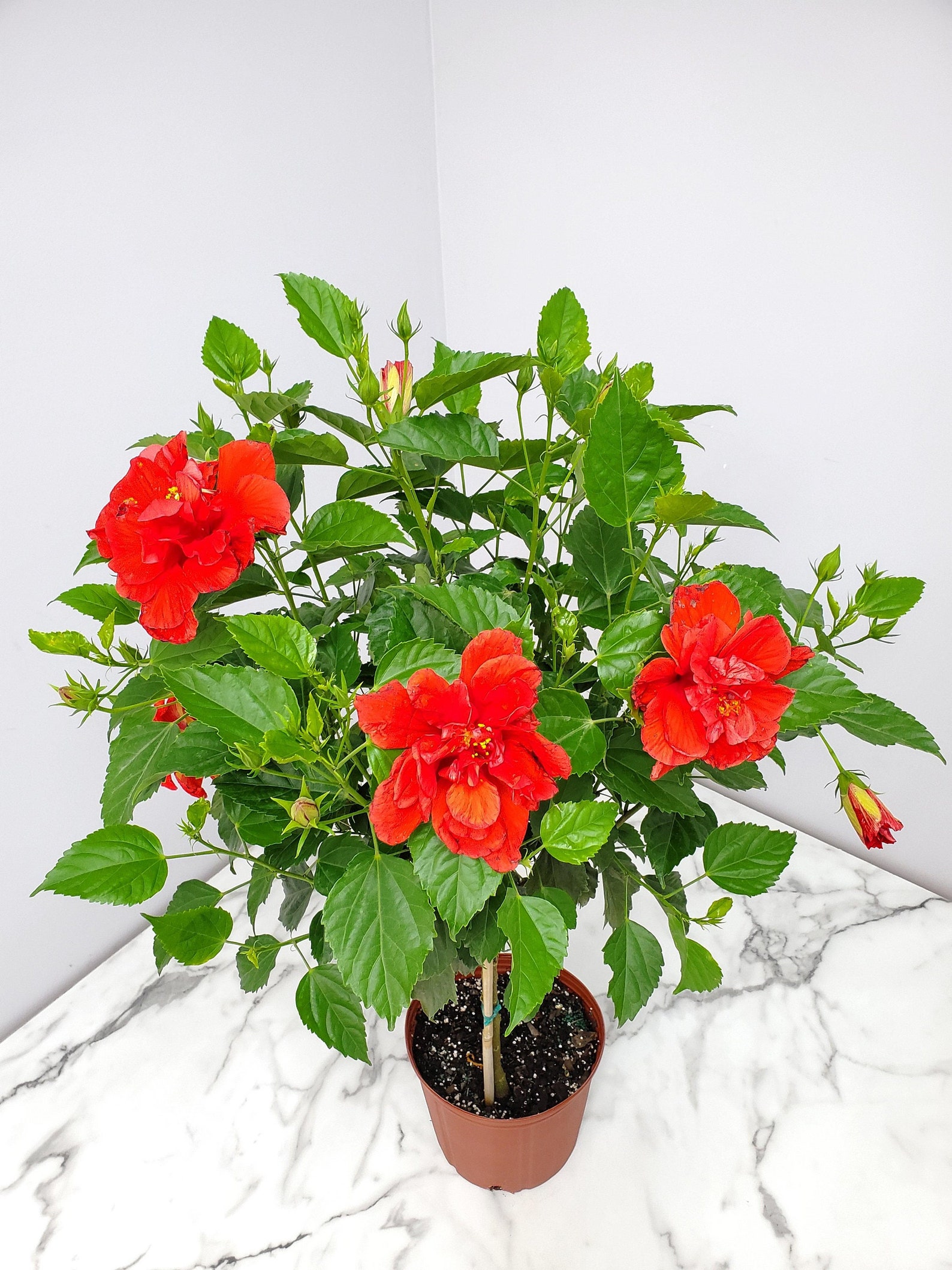 Double Red Standard Hibiscus Tree Overall Height 38 to - Etsy