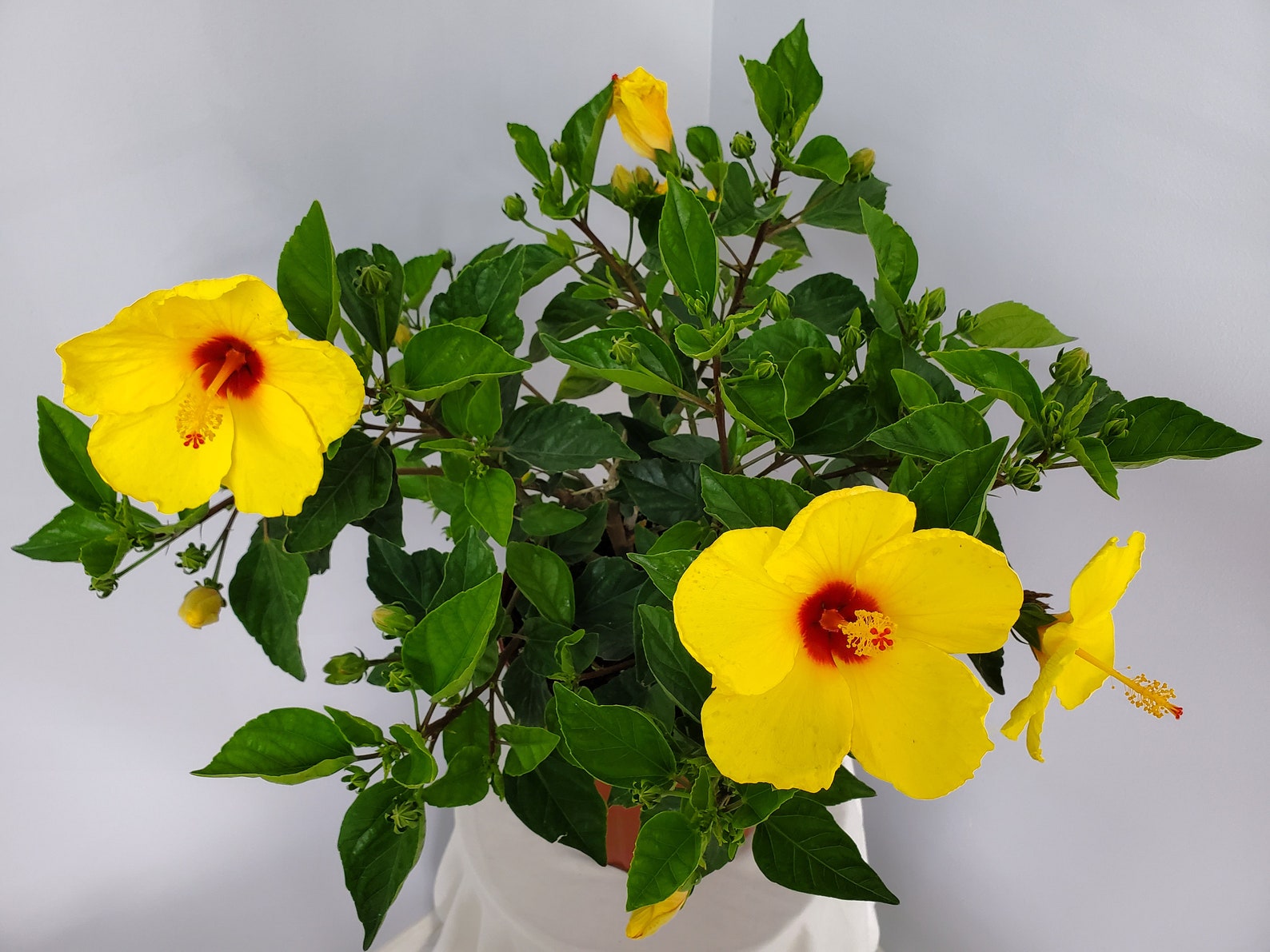 Yoder Yellow Red Throat Hibiscus Plant Hibiscus Plant Live - Etsy