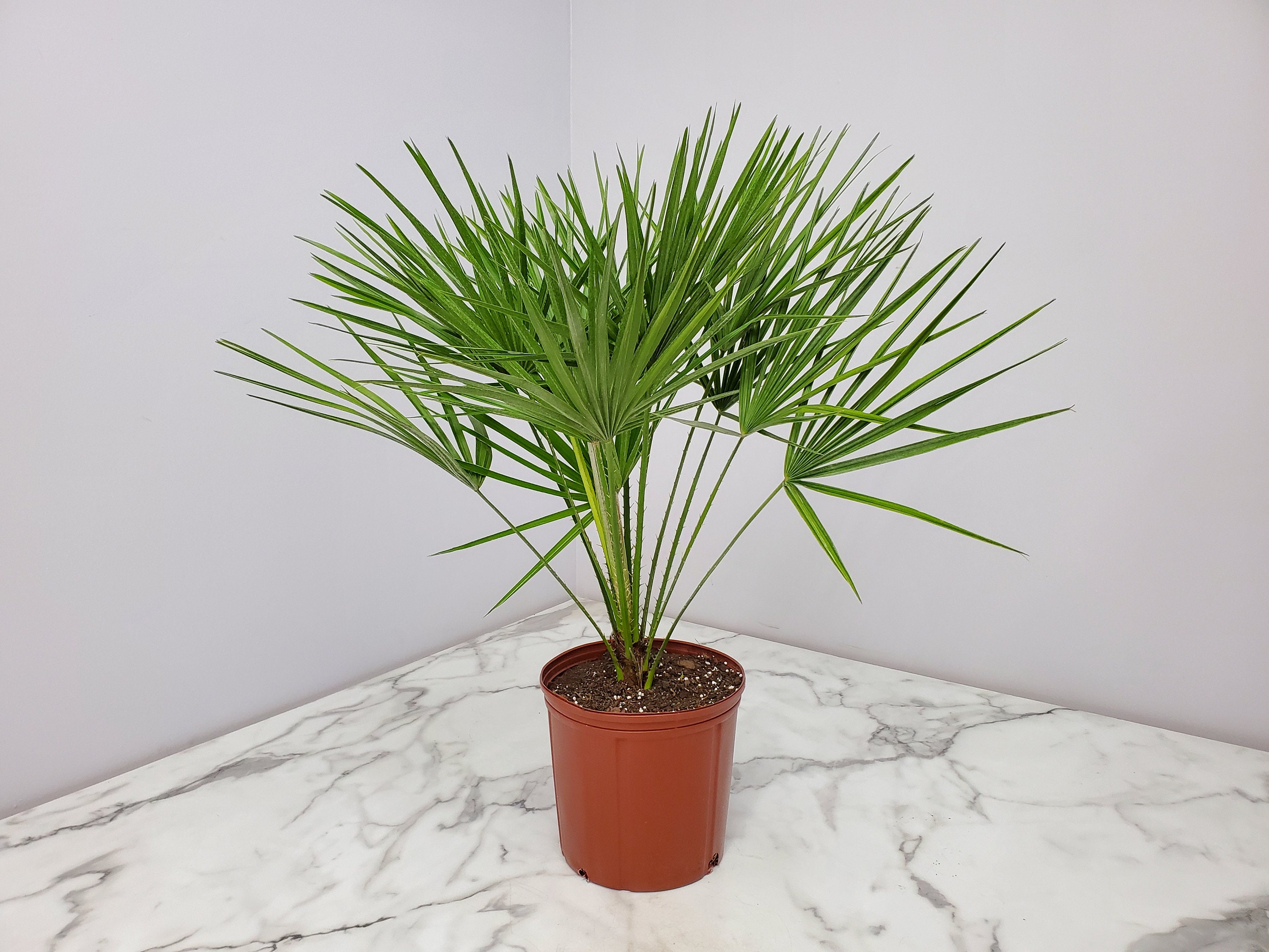European Fan Palm With Pot and Soil - Live Palm Tree - Garden Plant Kit ...