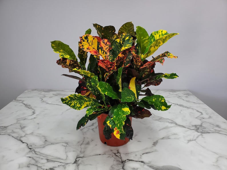 Croton Magnificent House Plants Large Easy Care Plants - Etsy