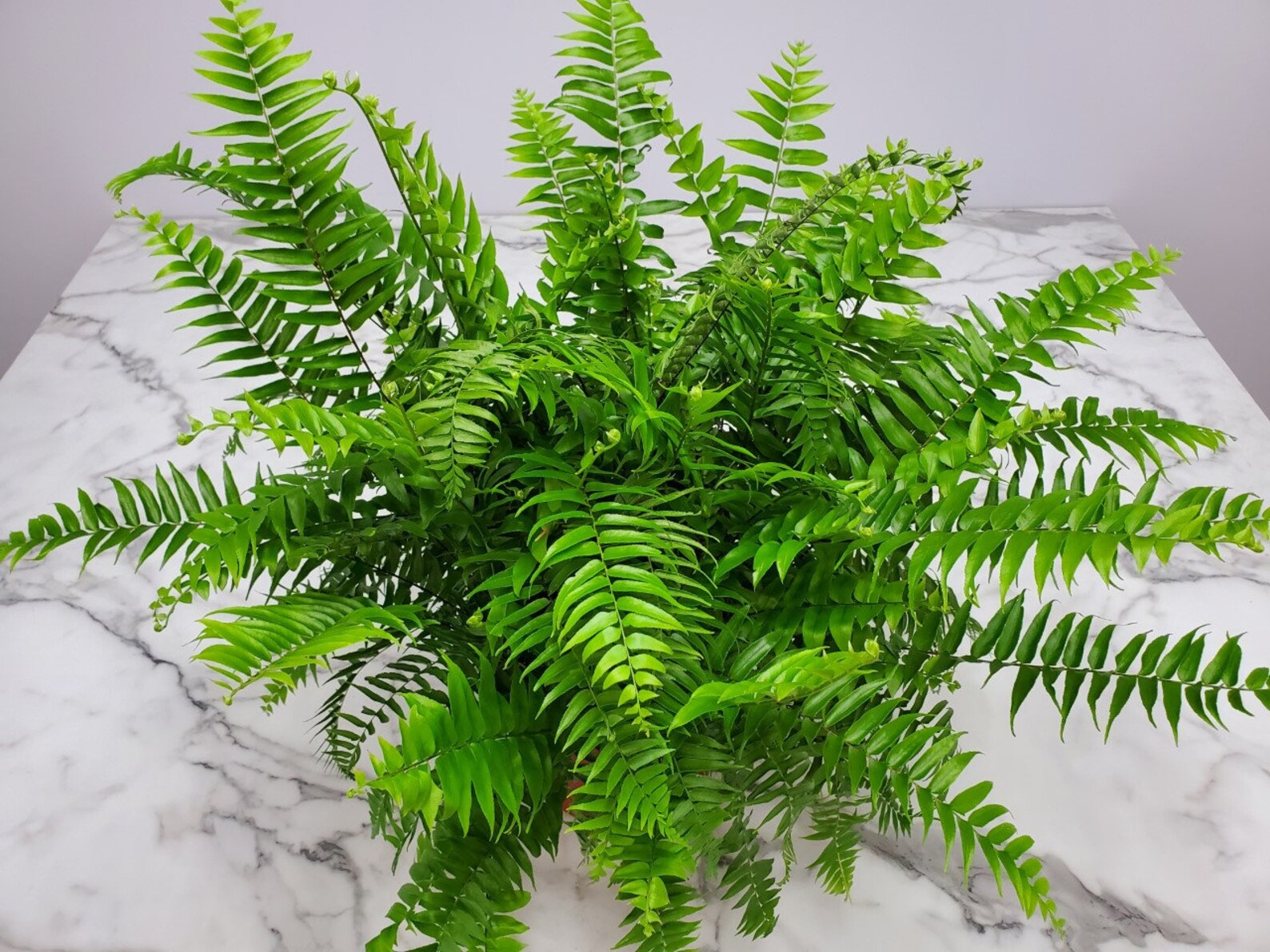 Macho Fern - Live Plant Outdoor Foliage - Overall Height 30" to 36 ...