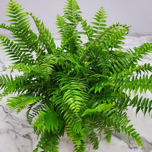 Macho Fern - Live Plant Outdoor Foliage - Overall Height 30" to 36 ...