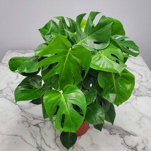 Split Leaf Philodendron - Large Monstera Deliciosa - Low Light Plants ...