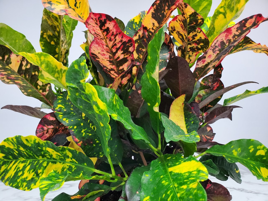 Croton Magnificent House Plants Large Easy Care Plants - Etsy
